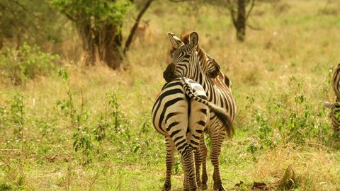Two Zebras Love Stand Hugging Each Stock Footage Video (100% Royalty ...