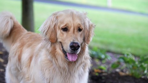 Golden Retrievers Face Close Puppy Eyes Stock Footage Video (100% ...