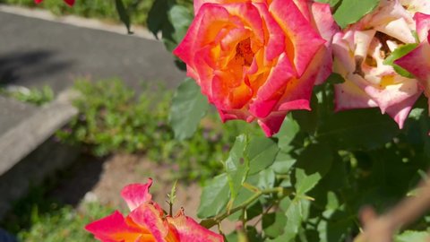 Beautiful Sprakling Roses Swaying Wind Magical Stock Footage Video (100 ...