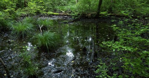 Tilt Updark Murky Swamp Water Canopy Stock Footage Video (100% Royalty ...
