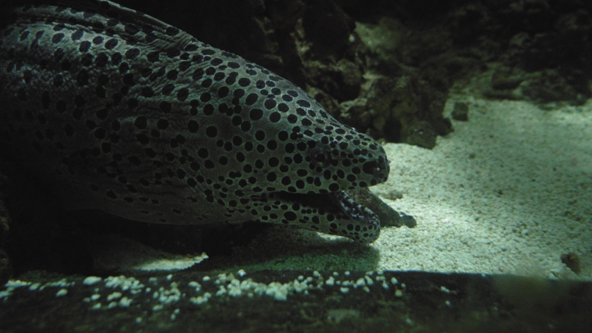 540 Honeycombed moray eel Stock Video Footage - 4K and HD Video Clips ...