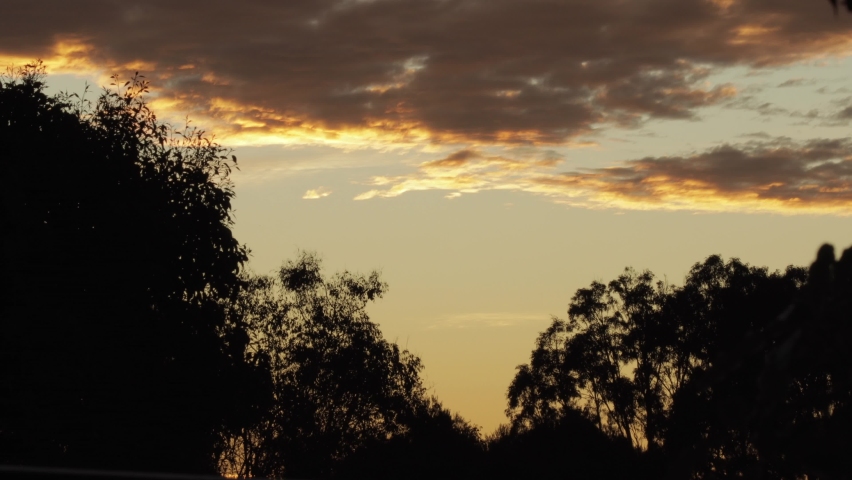 33 Common gum tree Stock Video Footage - 4K and HD Video Clips ...