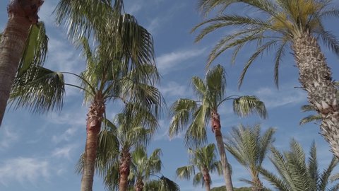 Walk Among Palm Trees Person Looks Stock Footage Video (100% Royalty ...