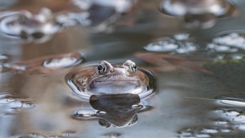 Closeup Common Frog Blinking Eye Stock Footage Video (100% Royalty-free ...