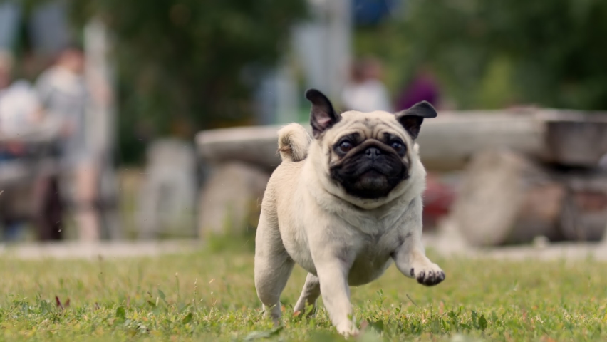 Pugging Stock Footage ~ Royalty Free Stock Videos | Pond5