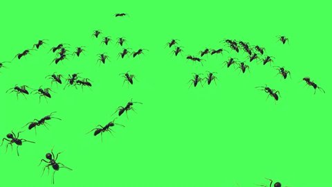 Ants Walking On Green Screen Stock Footage Video (100% Royalty-free ...