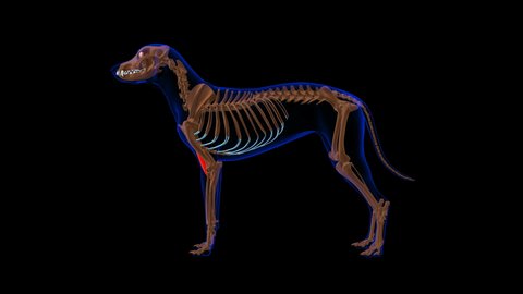 Biceps Brachii Muscle Dog Muscle Anatomy Stock Footage Video (100% ...
