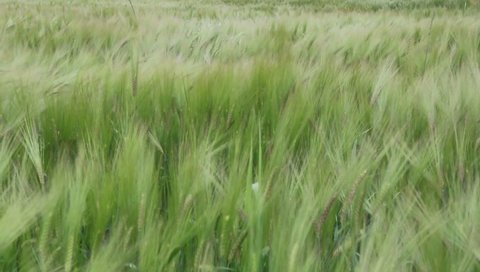 Grain Malt Field When Green Summer Stock Footage Video (100% Royalty ...