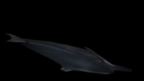 Dead Dolphin Floating Underwater Alpha Matte Stock Footage Video (100% ...