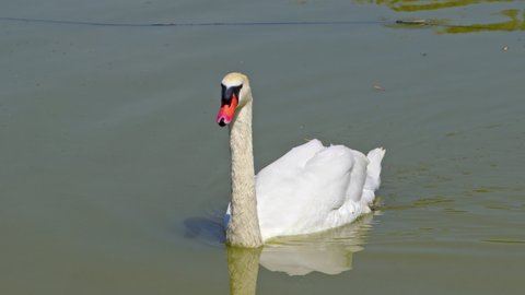 Beautiful Alone Swan Floating Slowly Calmly Stock Footage Video (100% ...