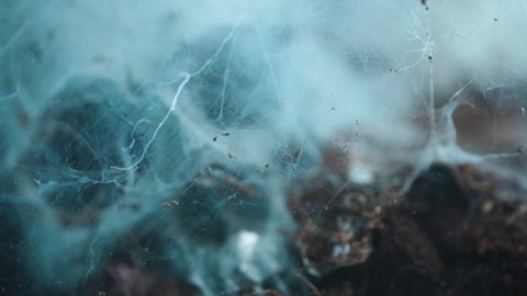 Dreaded Dead Human Skull Forgotten Laying Stock Footage Video (100% ...