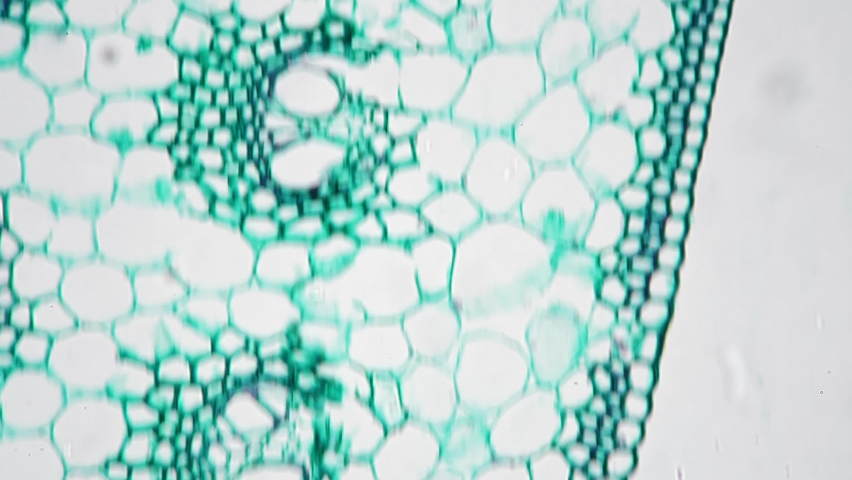 dicot stem - cross section cut under the microscope – microscopic view ...