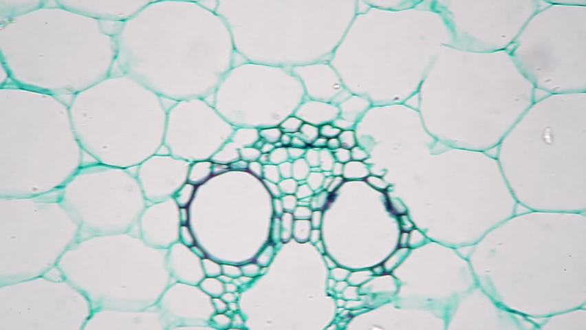 cotton stem - cross section cut under the microscope – microscopic view ...