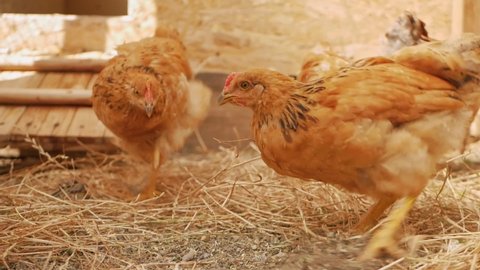 Small Brown Chickens Walk Bird Enclosure Stock Footage Video (100% ...