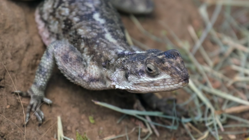 LIZARDS-FRONT-VIEW Footage, Videos and Clips in HD and 4K - Avopix.com