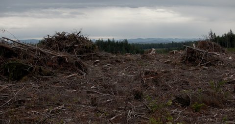 Forest Slash Piles Habitat Destruction Logging Stock Footage Video (100 ...