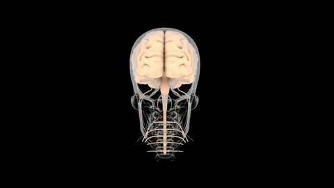 Human Brain 3d Animation On Black Stock Footage Video (100% Royalty ...
