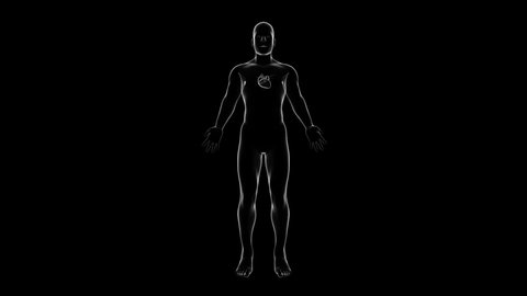 Human Anatomy Rotate 3d Animation Stock Footage Video (100% Royalty ...
