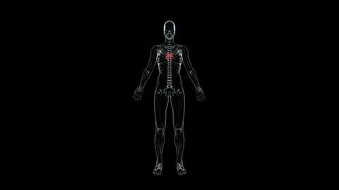 Human Anatomy Rotate 3d Animation Stock Footage Video (100% Royalty ...