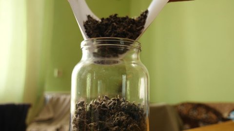 Bee Excrement Bodies Dead Honey Bees Stock Footage Video (100% Royalty ...