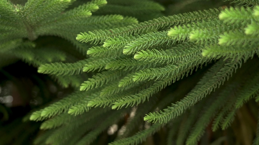 67 Triangle pine tree Stock Video Footage - 4K and HD Video Clips ...