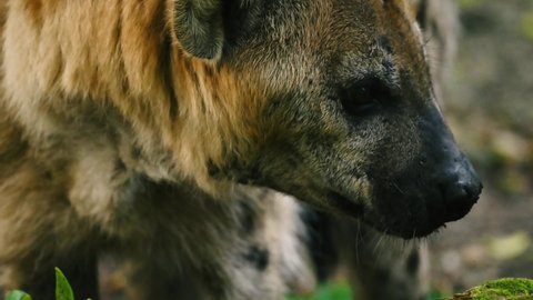 Hungry Afican Hyena Eating Meat Zoo Stock Footage Video (100% Royalty ...