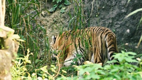 Bengal Tiger Safari Park Stock Footage Video (100% Royalty-free ...