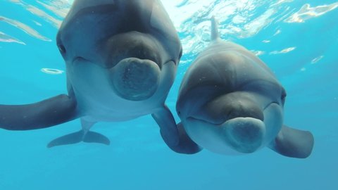 Dolphin Selfie Couple Curious Dolphin Approaching Stock Footage Video ...