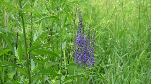 Blooming Veronica Longifolia Longleaved Speedwell Stock Footage Video ...