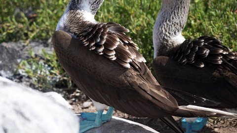View Blue Footed Booby Body Feather Stock Footage Video (100% Royalty ...
