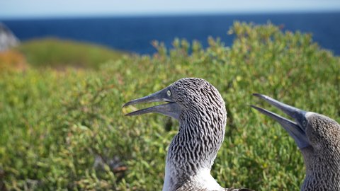 Bluefooted Booby Whistling Mating Call Partner Stock Footage Video (100 ...