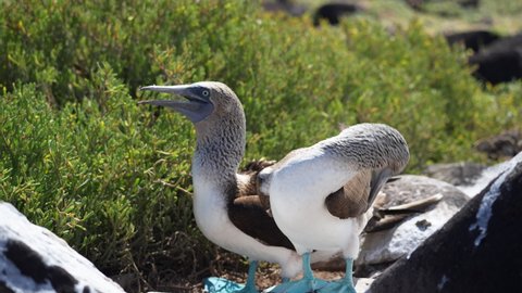 Pair Bluefooted Booby Whistling Mating Call Stock Footage Video (100% ...
