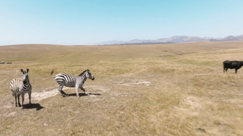 28,321 Zebra Stock Video Footage - 4K and HD Video Clips | Shutterstock