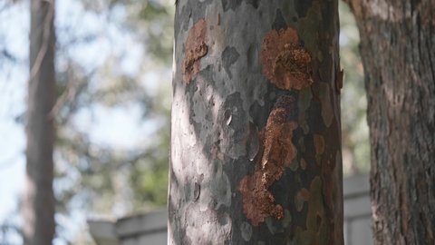 Timber Moth Frass On Gum Tree Stock Footage Video (100% Royalty-free ...