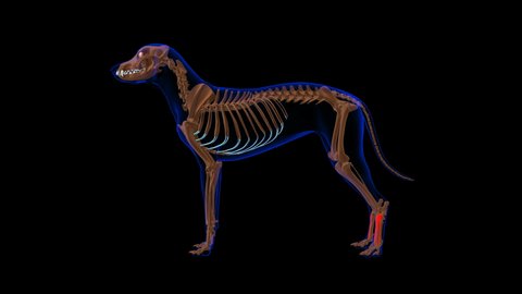 Extensor Digitorum Brevis Muscle Dog Muscle Stock Footage Video (100% ...
