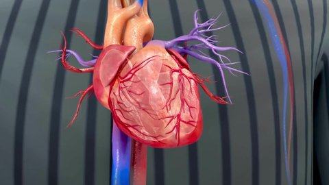 Human Heart 3d Animationbackground Showing Heart Stock Footage Video ...