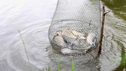 Fisherman Lifts Fish Net Metal Mesh Stock Footage Video (100% Royalty ...
