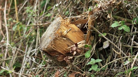 Stump Felled Horizontally Growing Tree Wild Stock Footage Video (100% ...