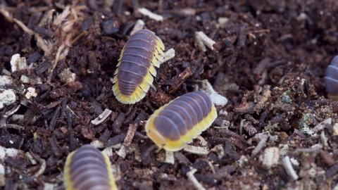 Cubaris Sp Lemon Blue Isopod Eating Stock Footage Video (100% Royalty ...