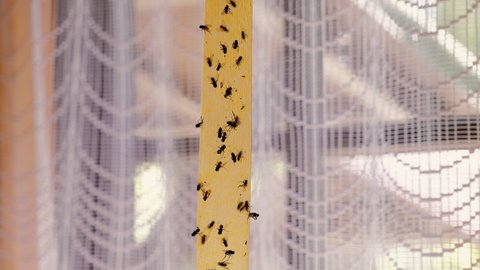 Sticky Greasy Flypaper Tapes Hanging Down Stock Footage Video (100% ...