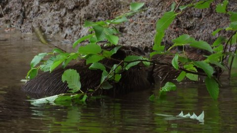Pair Wild Beavers Chewing Tree Branch Stock Footage Video (100% Royalty ...