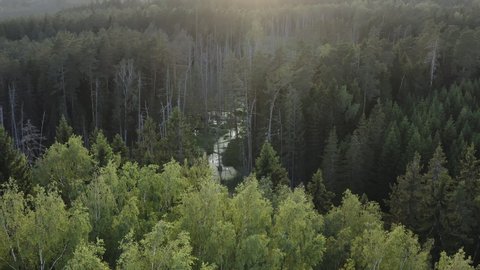 Flight Over Old Growth Boreal Forest Stock Footage Video (100% Royalty-free) 1093082329 ...