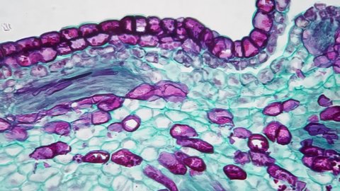 Apical Bud Filmed Under Microscope 400x Stock Footage Video (100% ...