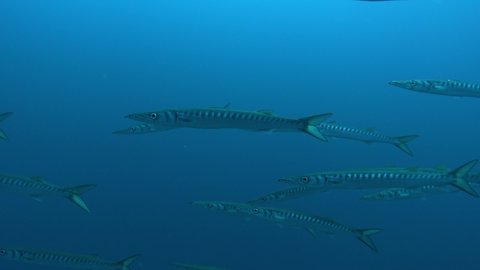 Scuba Diving Barracuda Fish School Majorca Stock Footage Video (100% ...