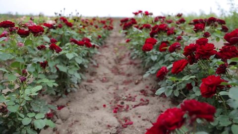 Rose Plantation Growing Roses Seedlings Rose Stock Footage Video (100% ...