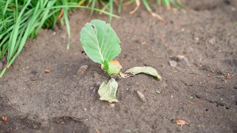 Withered Seedling White Cabbage Soil Garden Stock Footage Video (100% ...