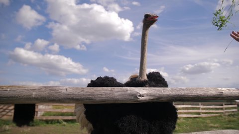 Portrait Ostrich Ostrich Male Performs Ritual Stock Footage Video (100% ...