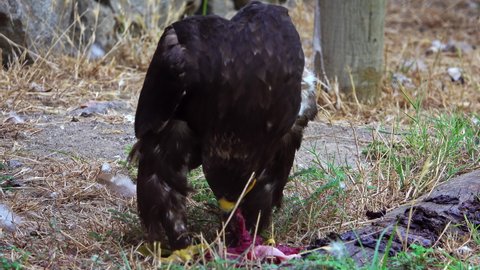 Mountain Black Eagle Eating Raw Meat Stock Footage Video (100% Royalty ...