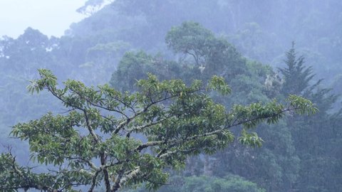 Heavy Rain Rainforest Trees Raining Rainy Stock Footage Video (100% ...