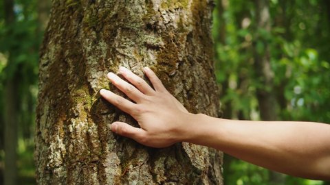 Brown Tree Bark Closeup Man Touching Stock Footage Video (100% Royalty ...